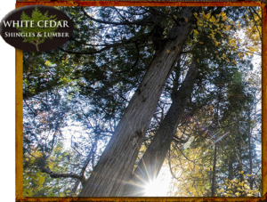 White Cedar Shingles - White Cedar Shingles lumber, logs, rail, decking